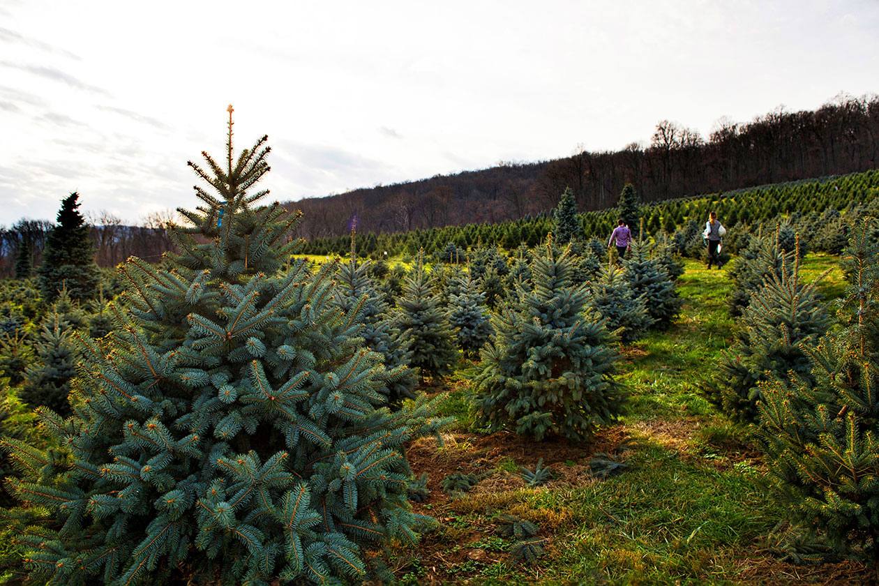 Where to Buy Christmas Trees in Loudoun County, Virginia