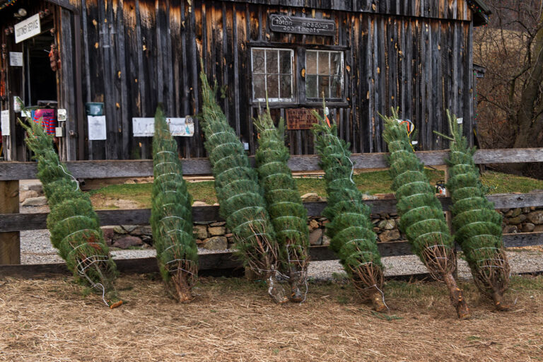 Where to Buy Christmas Trees in Loudoun County, Virginia